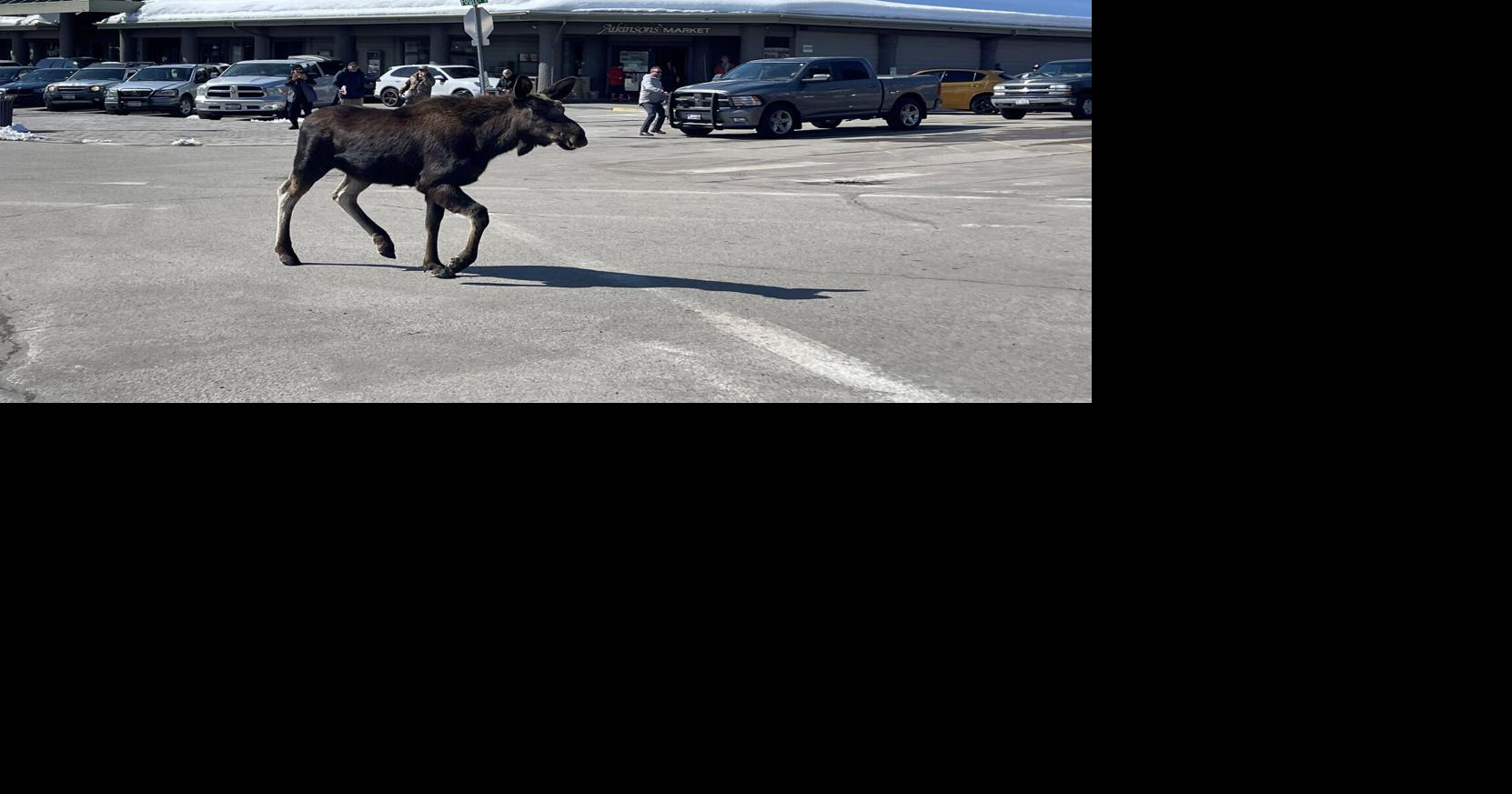 In downtown Ketchum, a wild moose chase | Ketchum | mtexpress.com