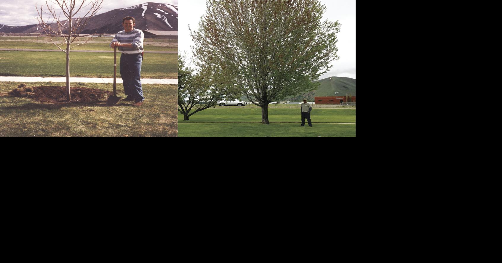 Hailey Tree Committee calls for more species diversity | Hailey ...