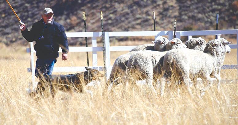 Fetch (and more)! Sheepdog trials return again | Special Sections ...