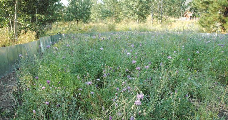 Valley hit hard by invasive weeds | Environment | mtexpress.com