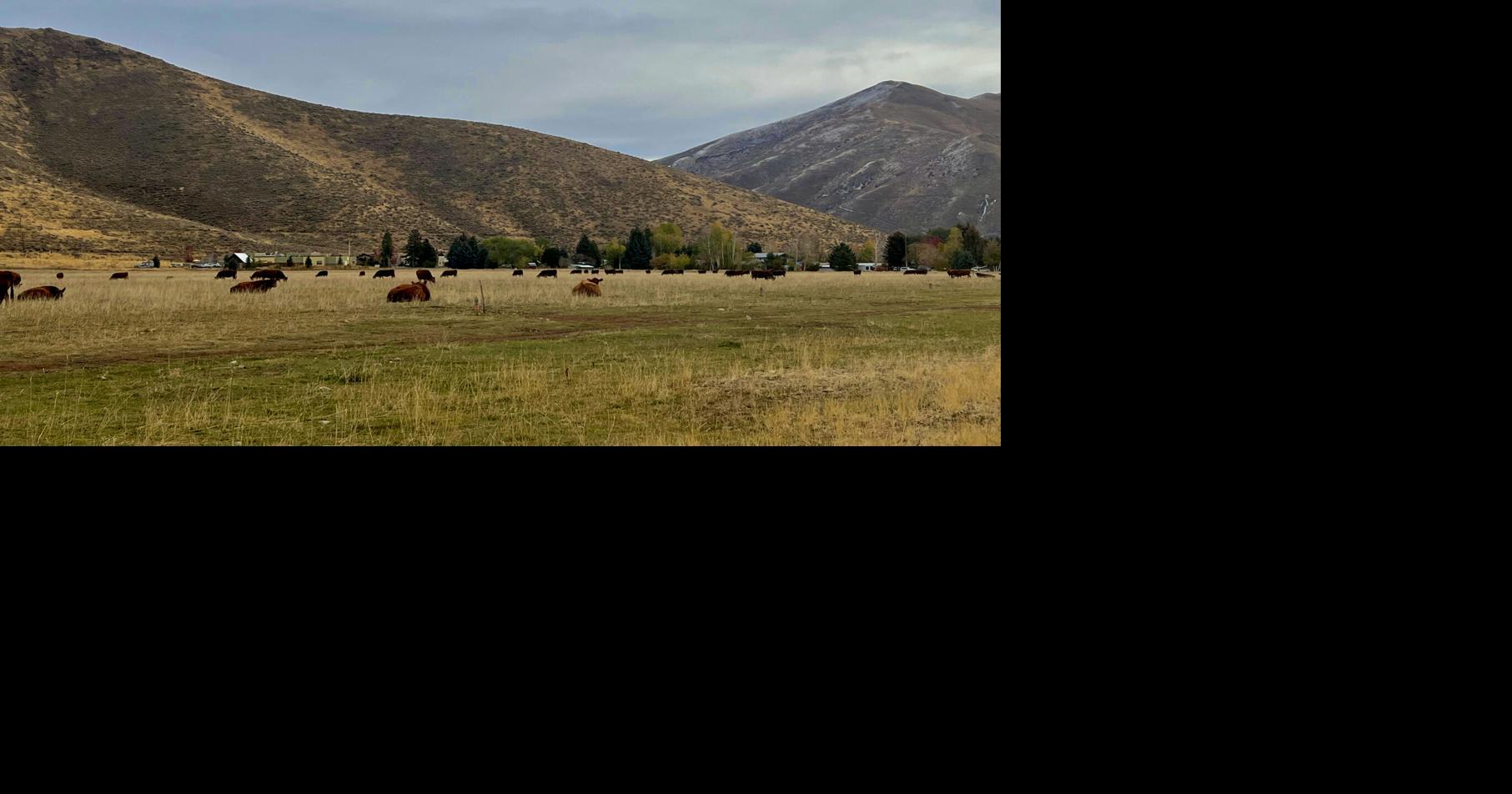 Bellevue gets details on master plan for Flying Hat Ranch annexation ...