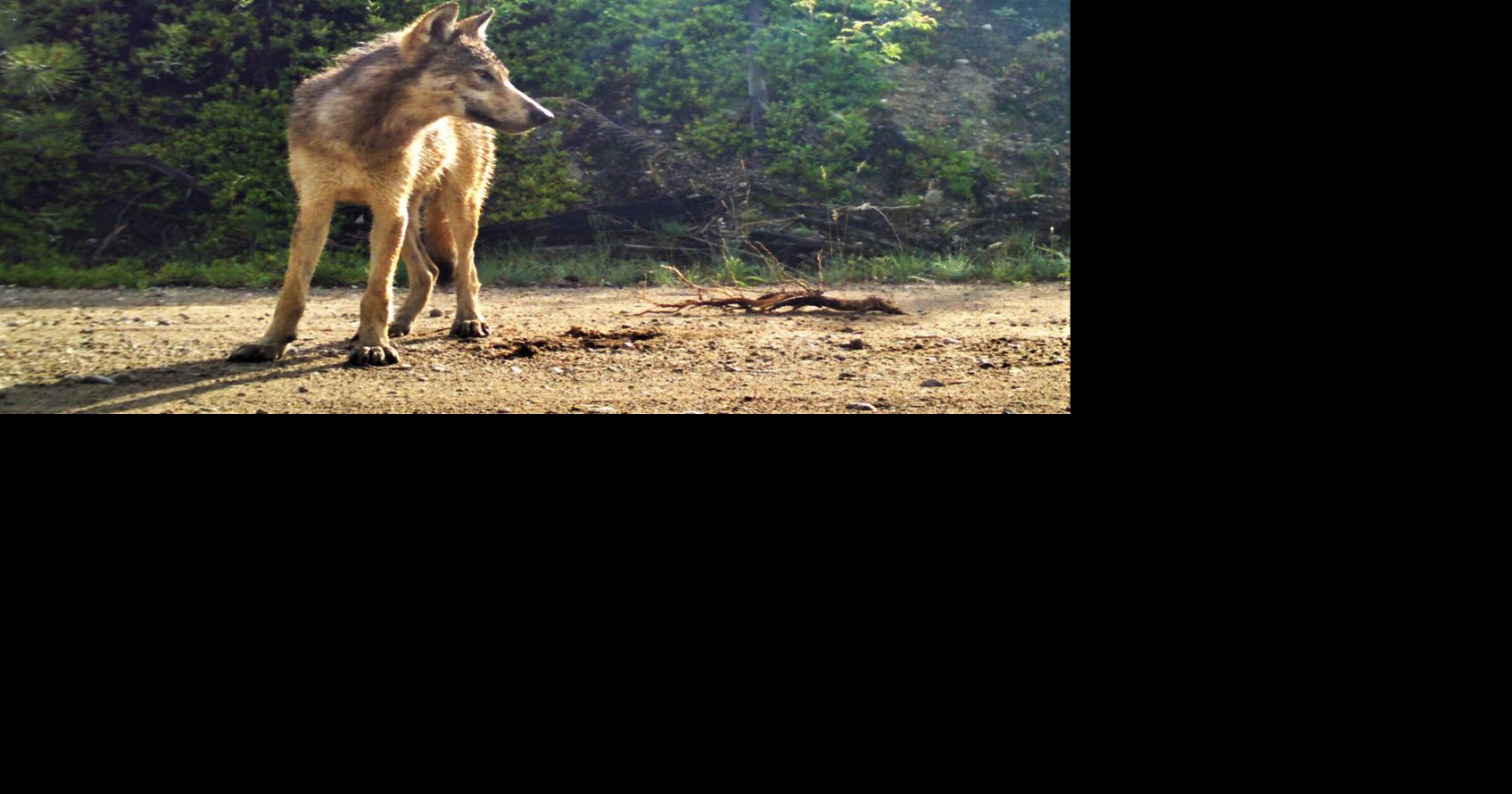 Idaho’s wild wolves: A look back at the history of wolf reintroduction ...