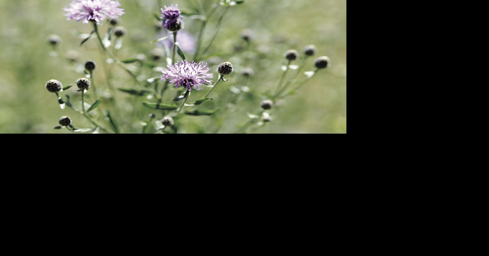 In forest, more noxious weed control | Environment | mtexpress.com