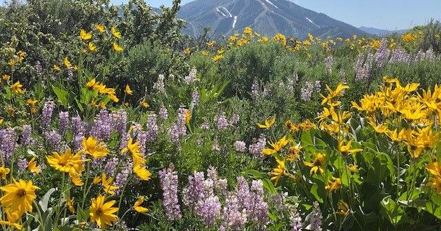 New class offers the 'keys' to plant identification | Arts & Events ...