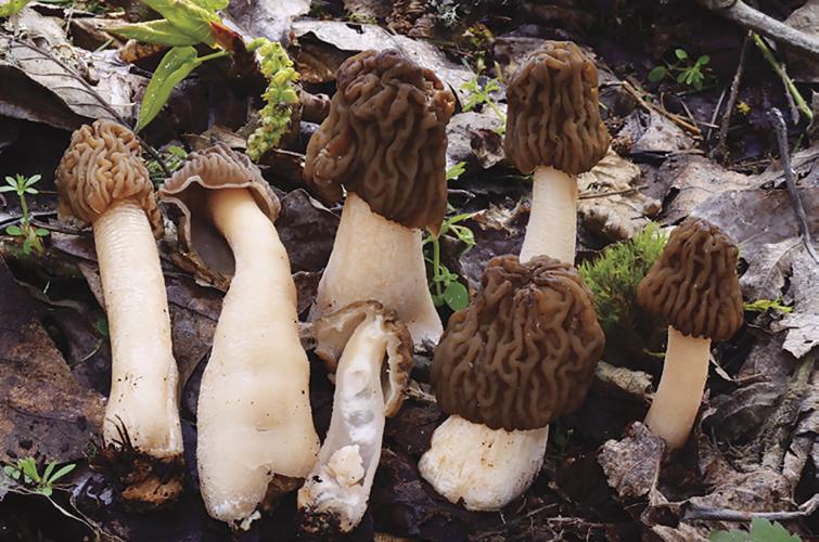 In search of the mysterious morel | Special Sections | mtexpress.com