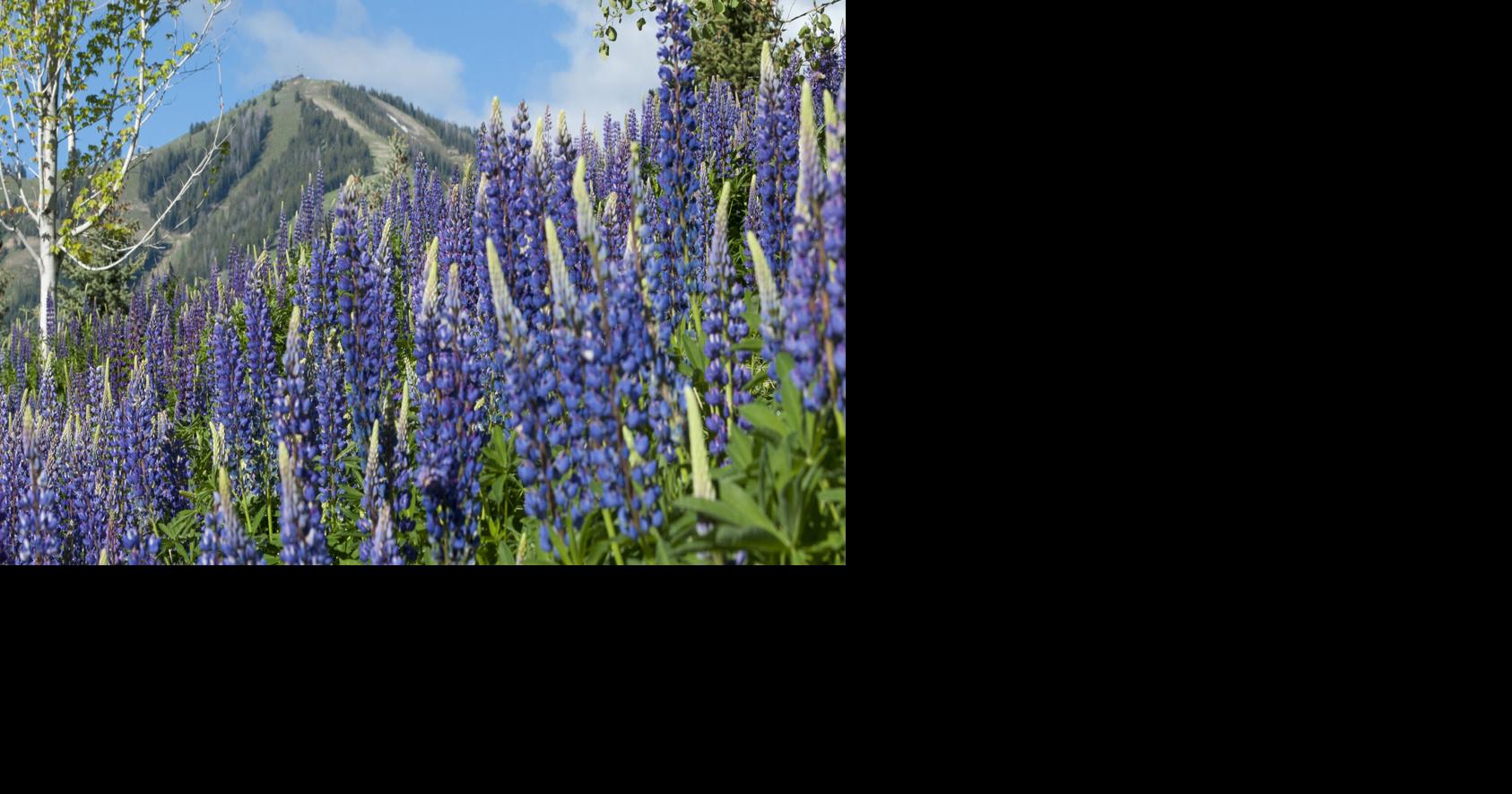 Idaho chapter of the Nature Conservancy names new conservation director ...