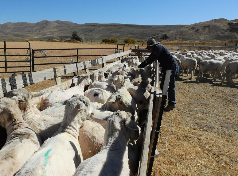 Sheep up or ship out: Third-generation sheep shearer keeps the art of ...