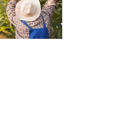 Barking up the right tree: Linda Ries breaks down the art of pruning ...