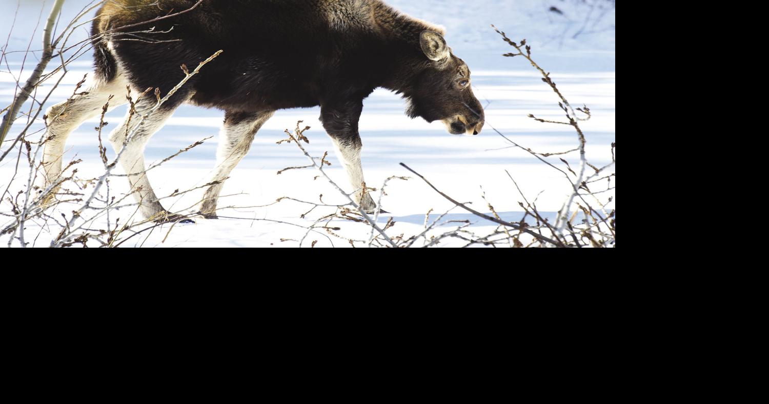F&G eyes expanded moose, mountain goat hunts in Wood River Valley ...