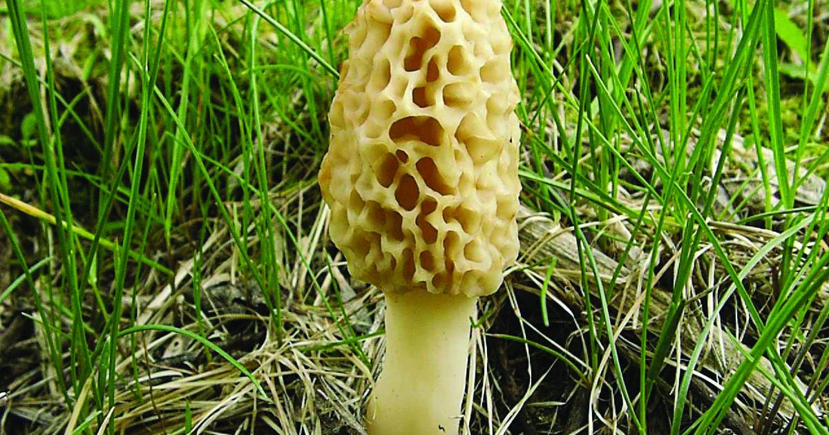 In search of the mysterious morel | Special Sections | mtexpress.com