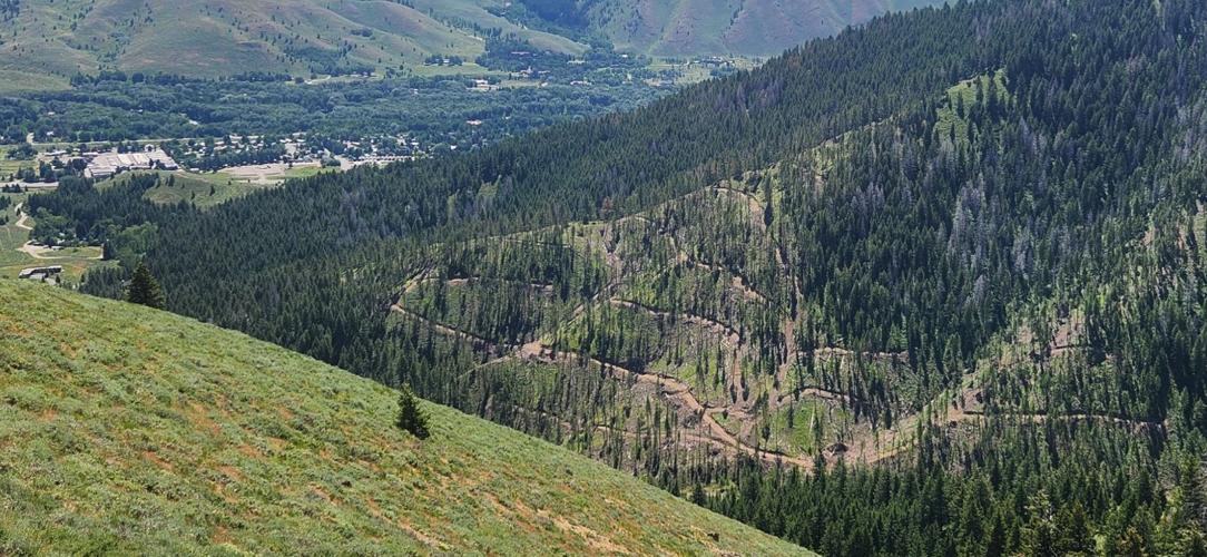 Logging on slope of Bald Mountain meant to salvage timber, reduce ...