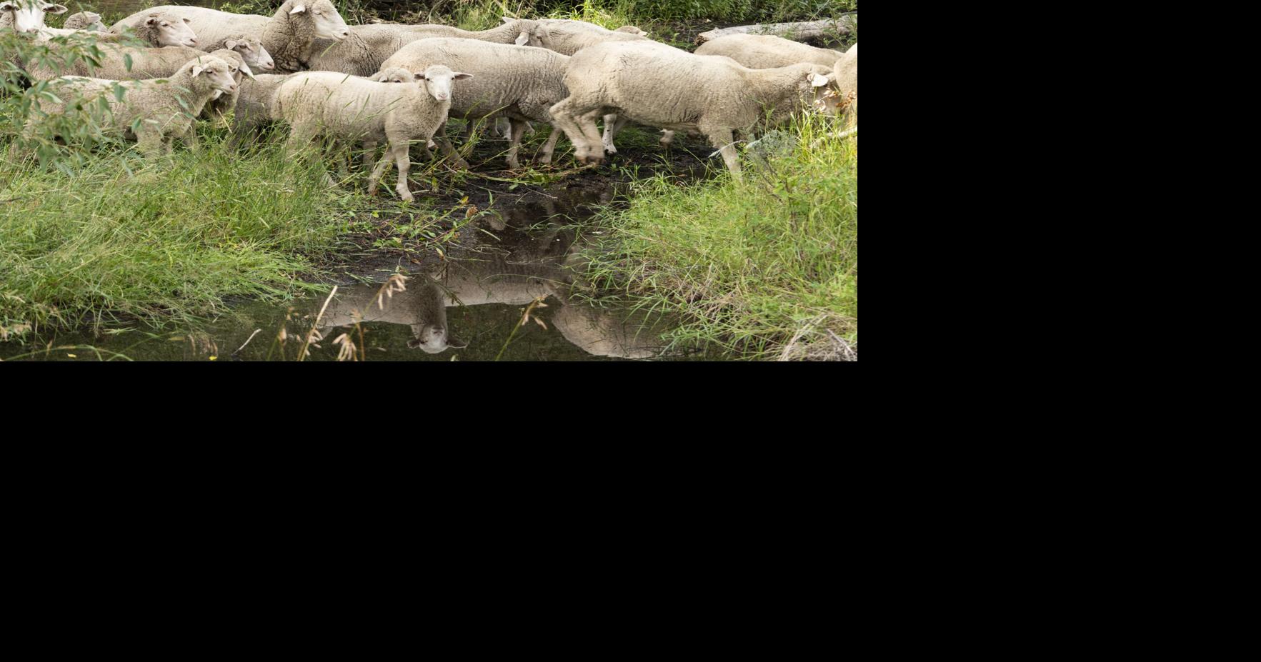 Watch Where Ewe Are Going | Features | mtexpress.com