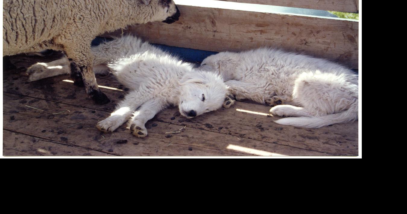 Sheepdogs Taking Catnaps | Features | mtexpress.com