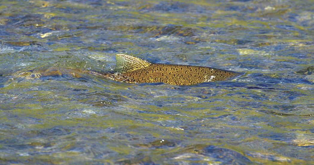 EIS reopened on lower Snake River dams | Environment | mtexpress.com