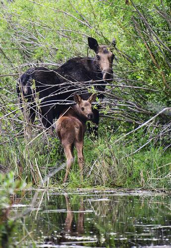 are moose aggressive