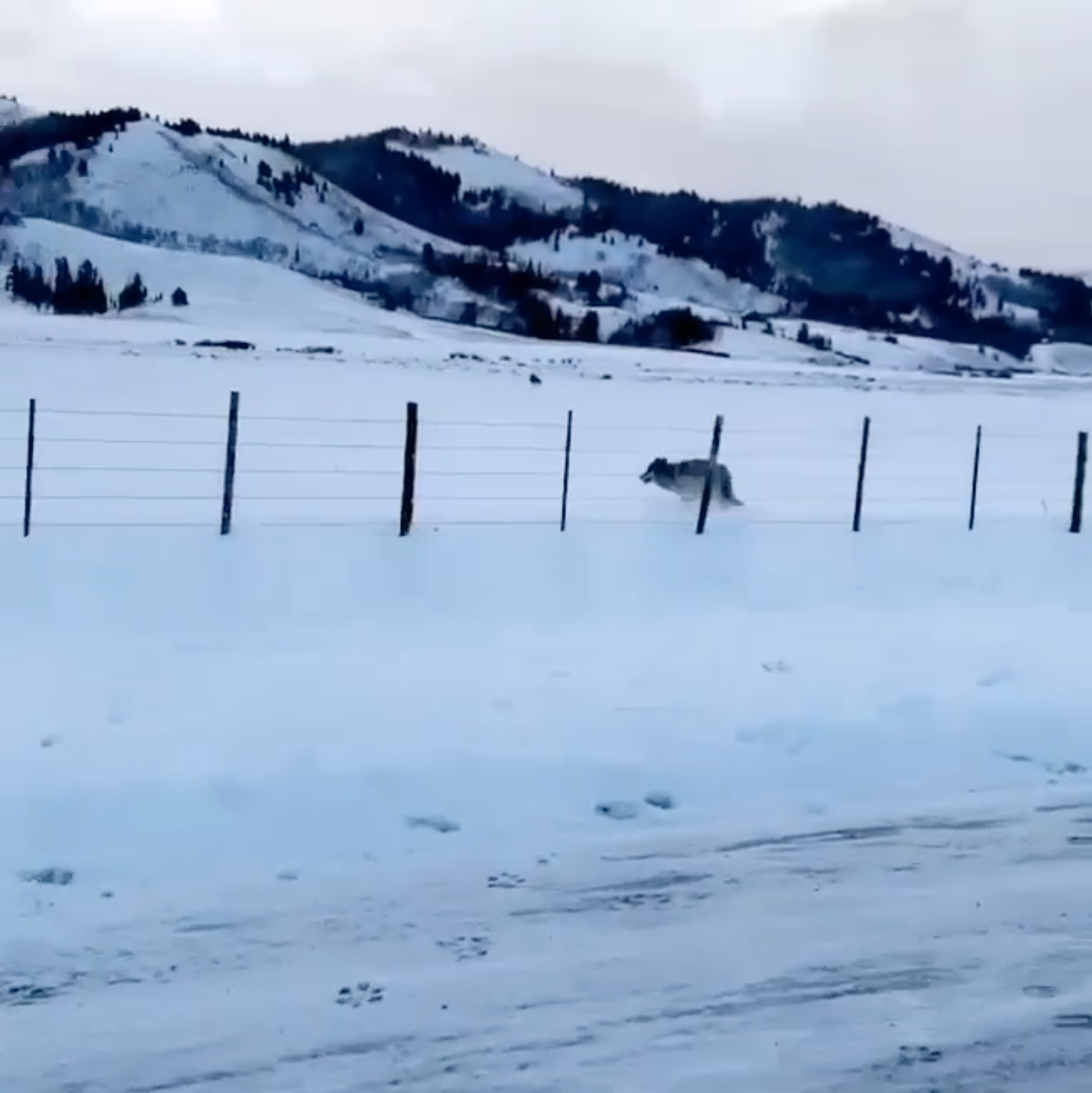 Wolves lost endangered species protection this year. Idaho may offer a ...