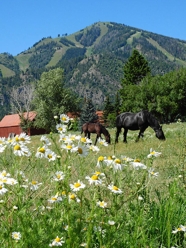 Summer 2 | Gallery | mtexpress.com