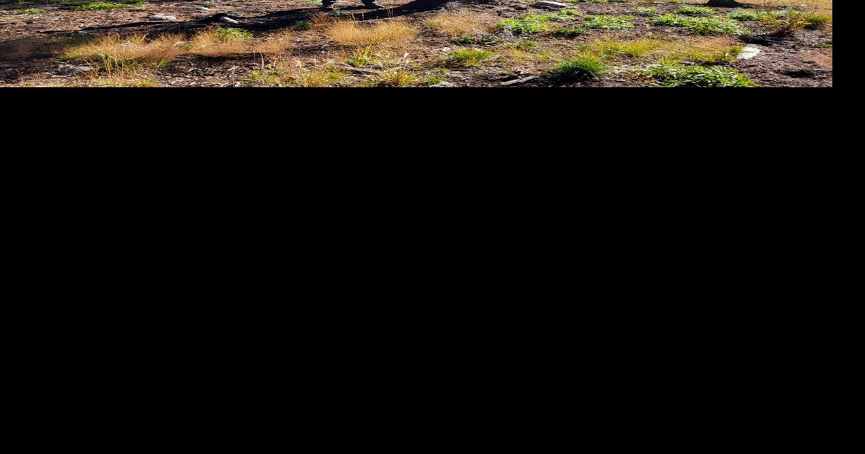 Forest Service sees benefits to tree thinning prior to Ross Fork Fire ...
