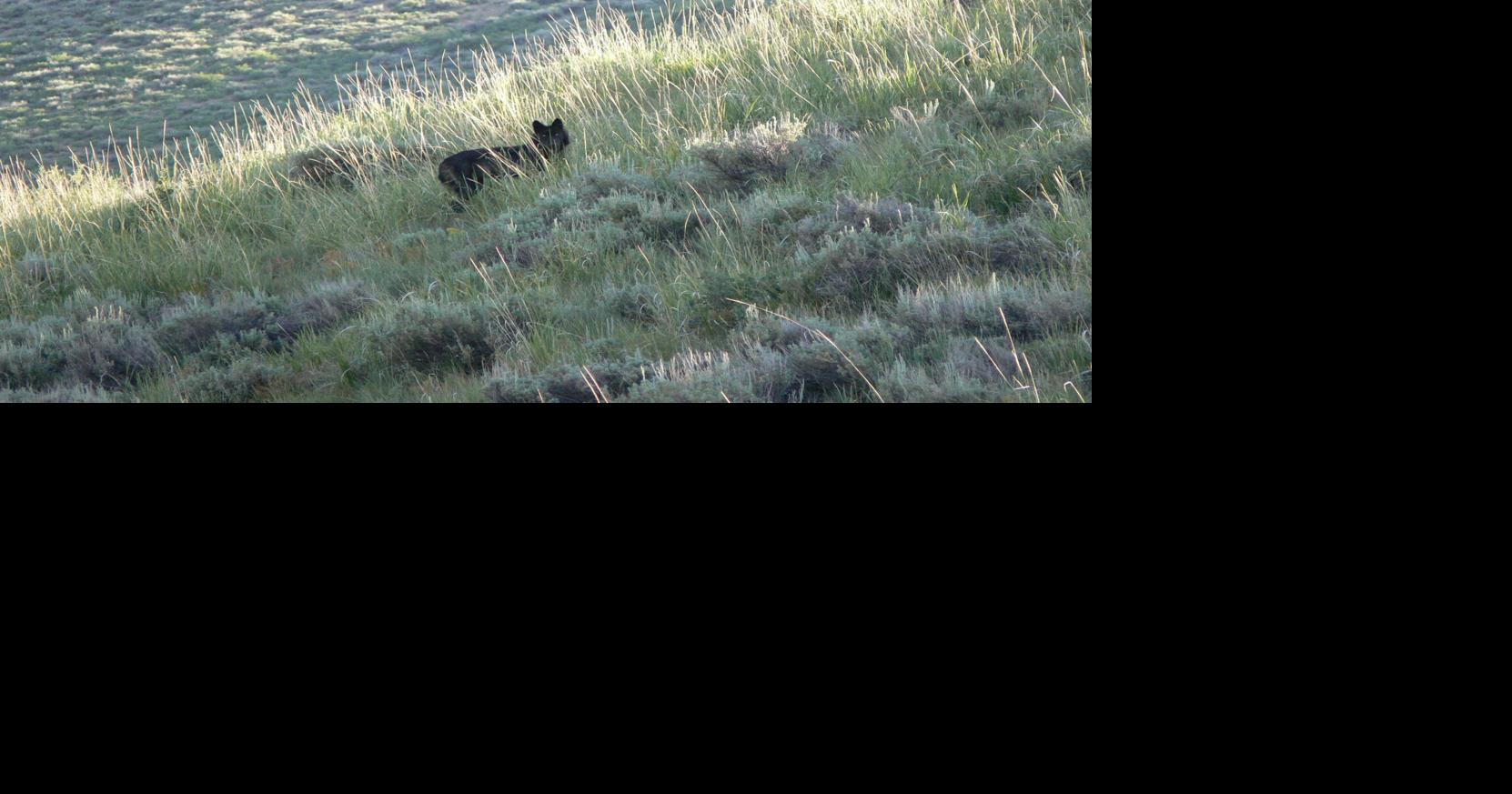 Wolves lost endangered species protection this year. Idaho may offer a ...