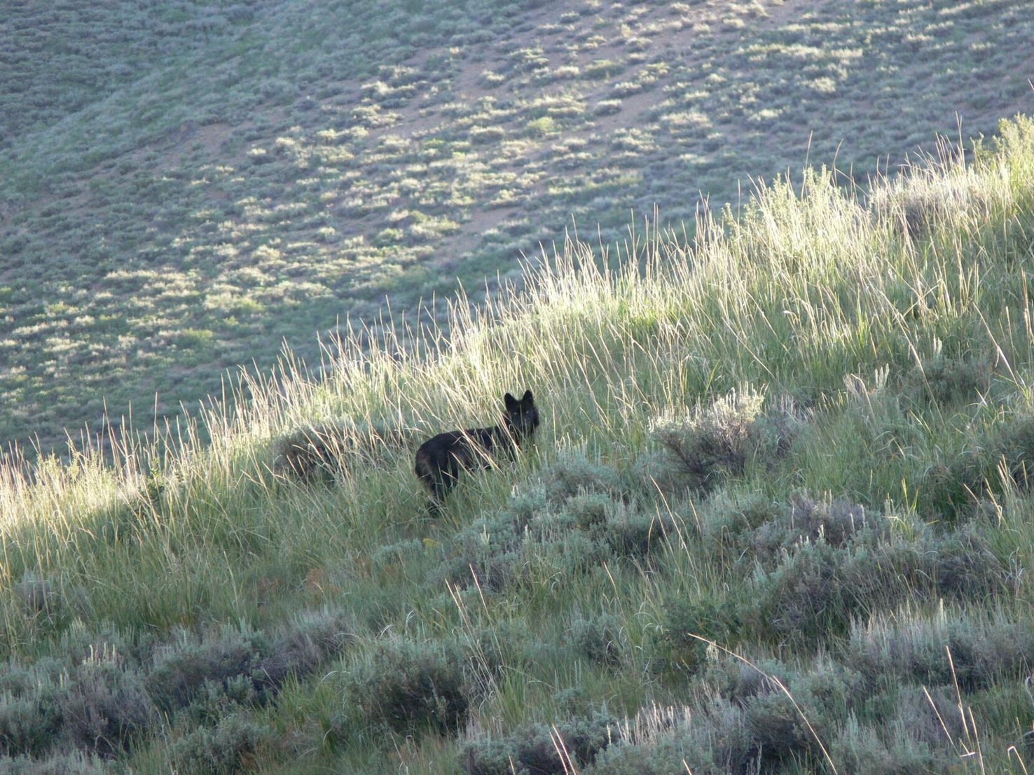 Wolves lost endangered species protection this year. Idaho may offer a ...