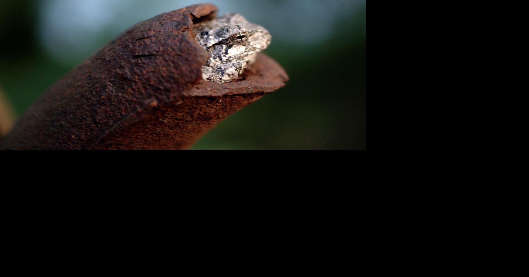 ‘The Toad in the Teapot’ | Arts | mtexpress.com