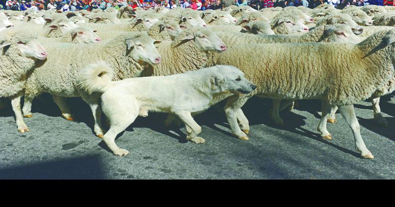 Help keep spectators and animals safe in parade | Special Sections ...