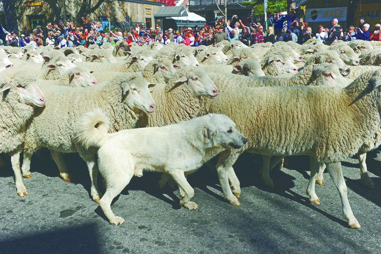 Help keep spectators and animals safe in parade | Special Sections ...