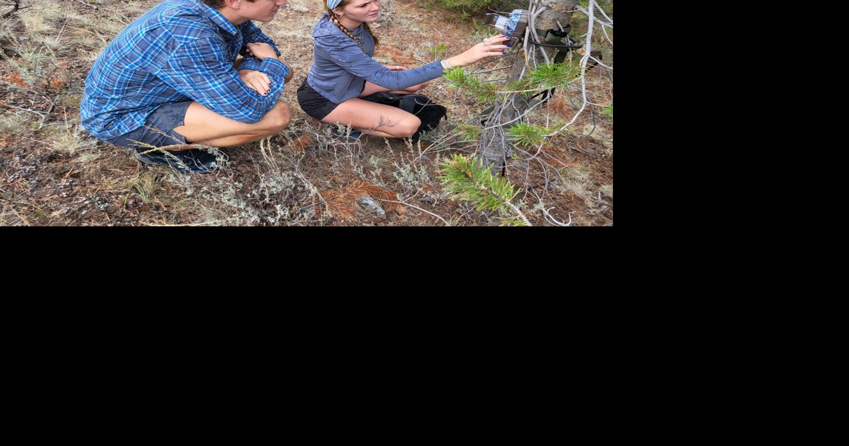 Wolf Project keeps tabs on wolves to reduce livestock predation ...
