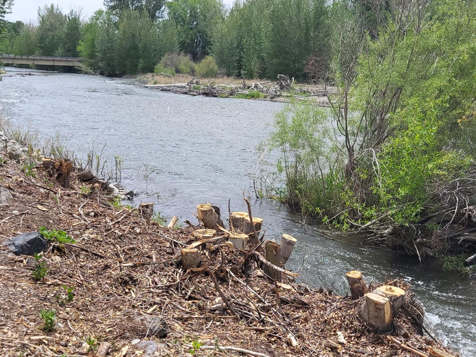Broadford Levee restoration intersected with work along Bellevue's ...