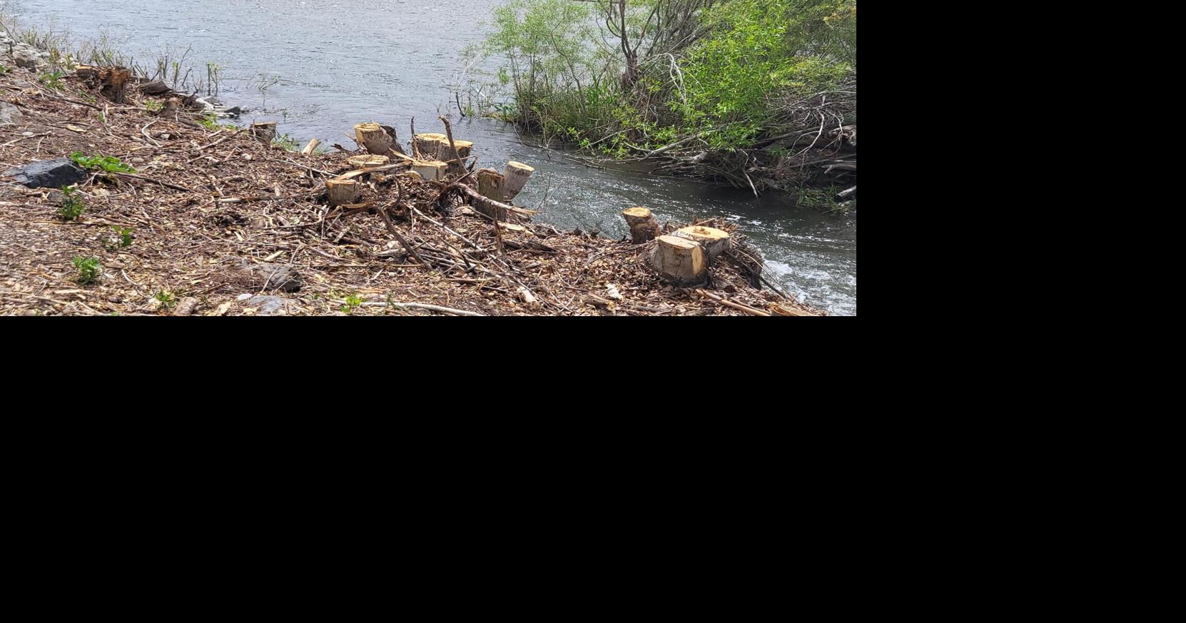 Broadford Levee restoration intersected with work along Bellevue's ...
