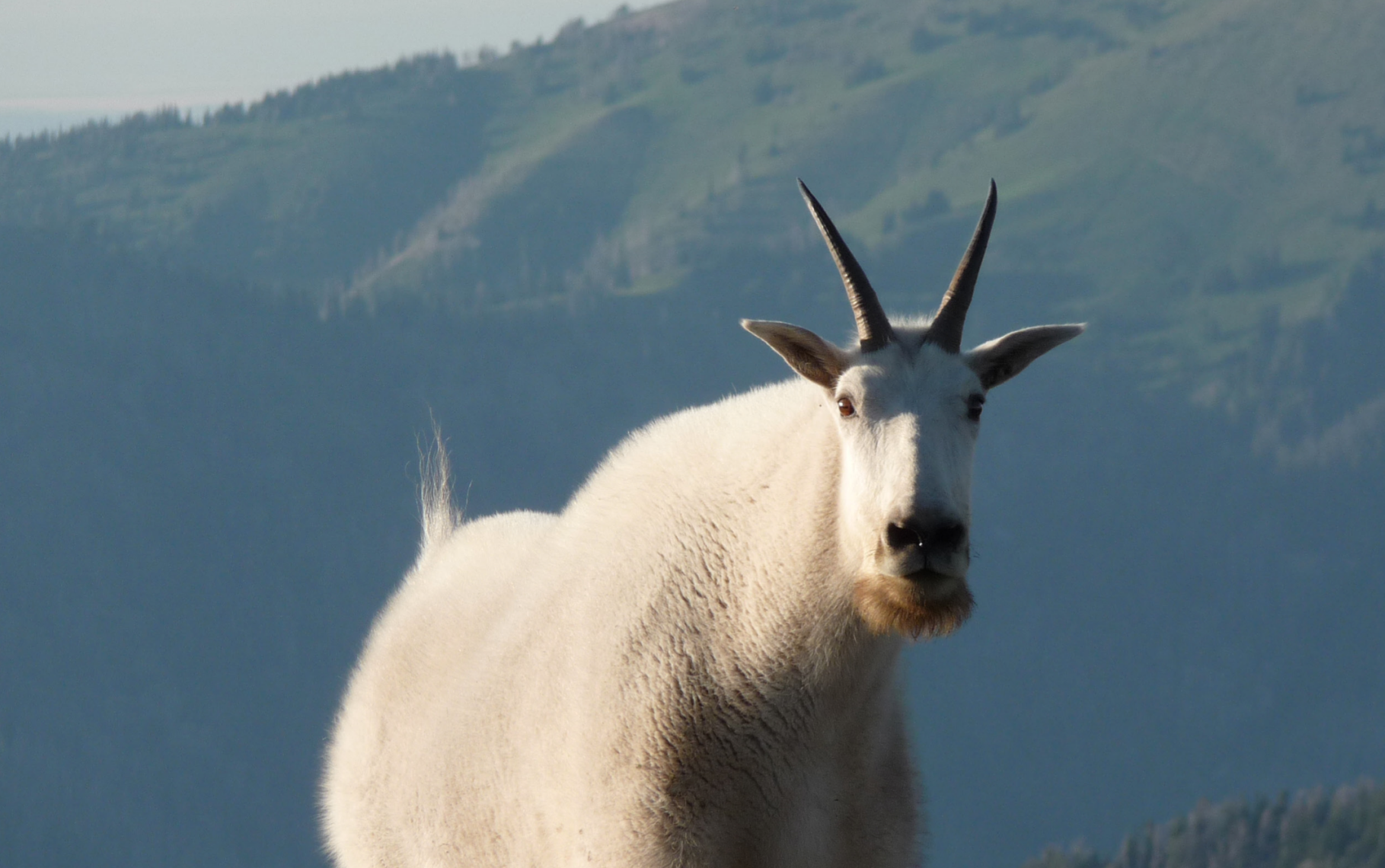 F&G eyes expanded moose, mountain goat hunts in Wood River Valley ...