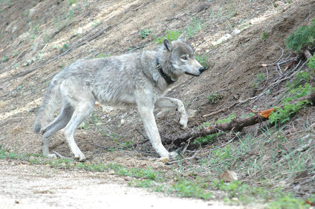Lava Lake Institute takes lead on wolf project | Blaine County ...