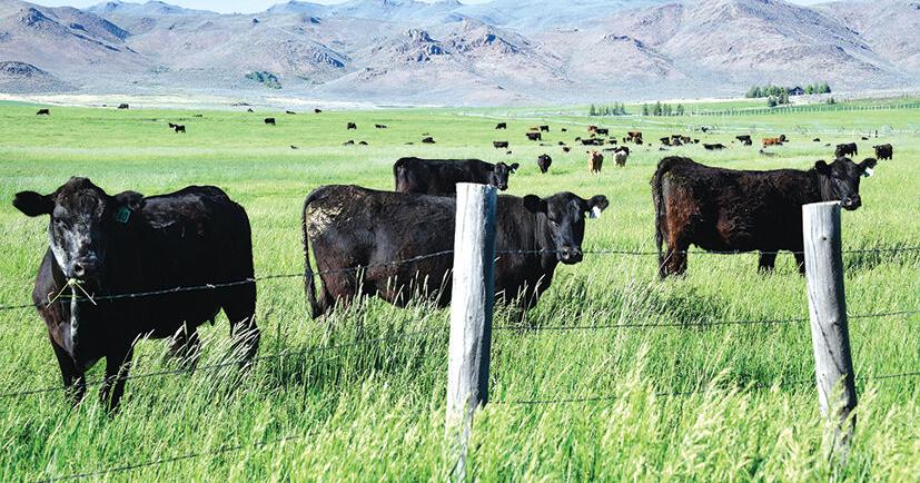Idaho Cattle Association to offer relief to beef producers impacted by ...