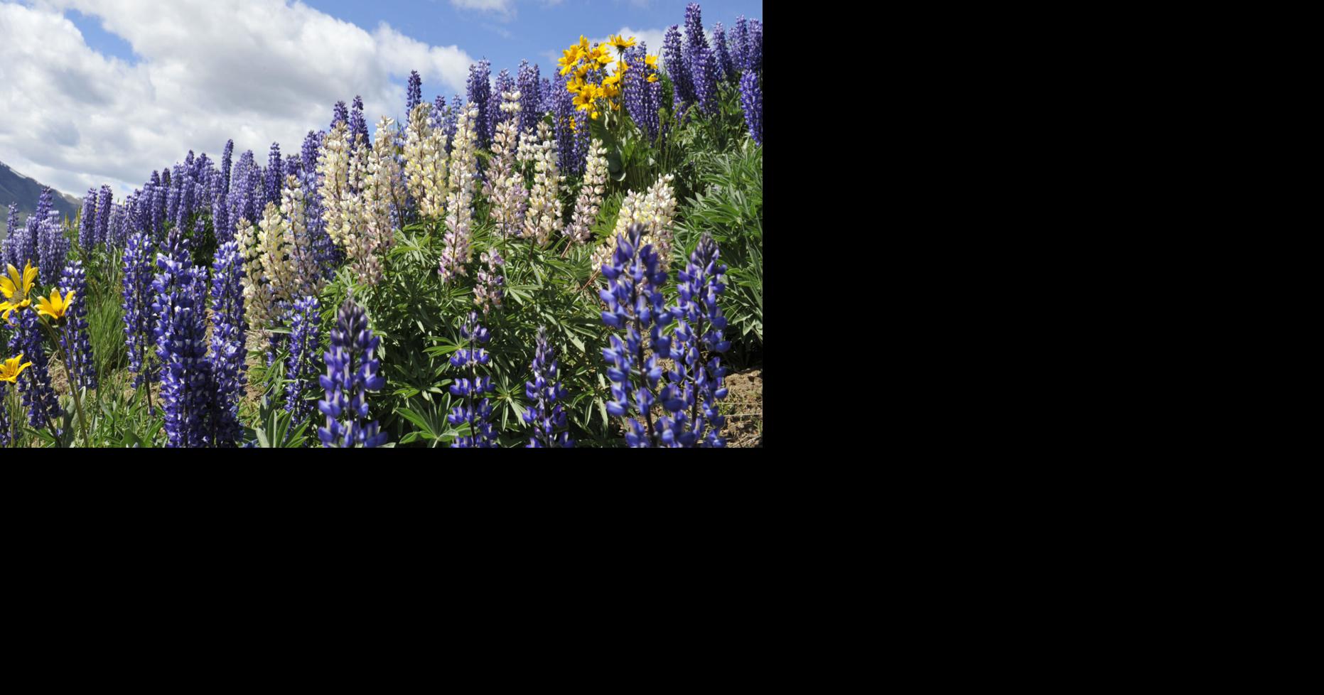 Chasing wildflowers in the Wood River Valley | Arts & Events ...