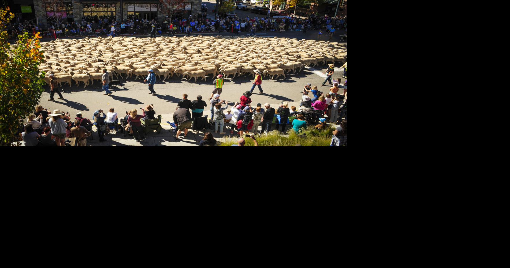 Trailing of the Sheep Festival nominated to USA Today Best Fall ...