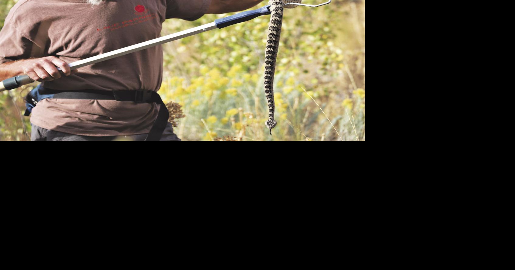 A guide to high-desert herptiles | Special Sections | mtexpress.com