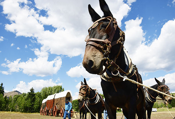 Wagon Days Parade Entry List | Special Sections | mtexpress.com