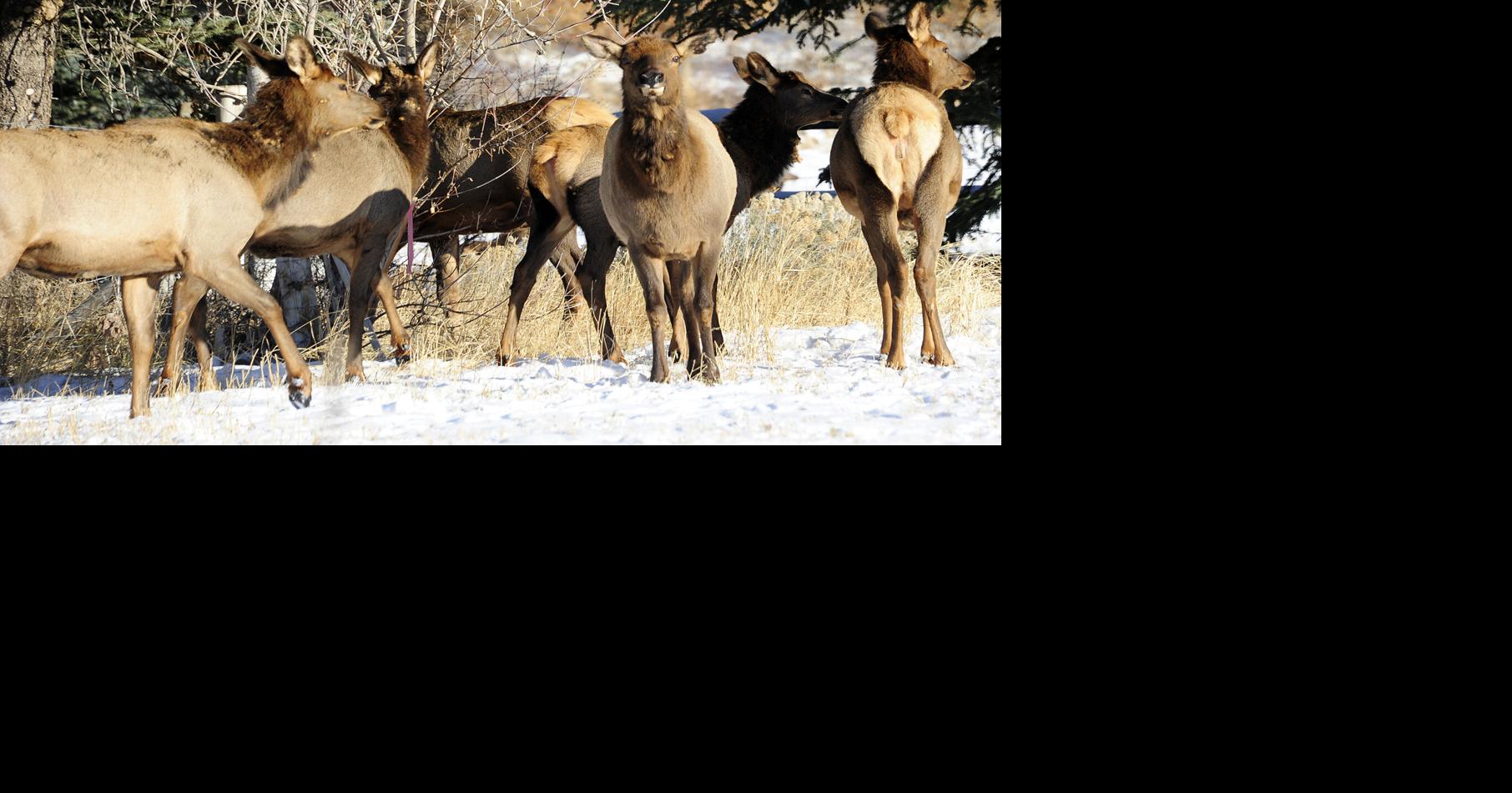 Tree damage in East Hailey sparks proposed ban on deer, elk feeding ...