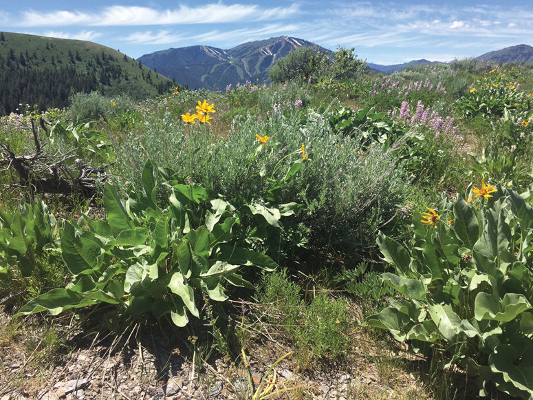Pioneer Cabin, Proctor highlight hiking favorites | Special Sections ...