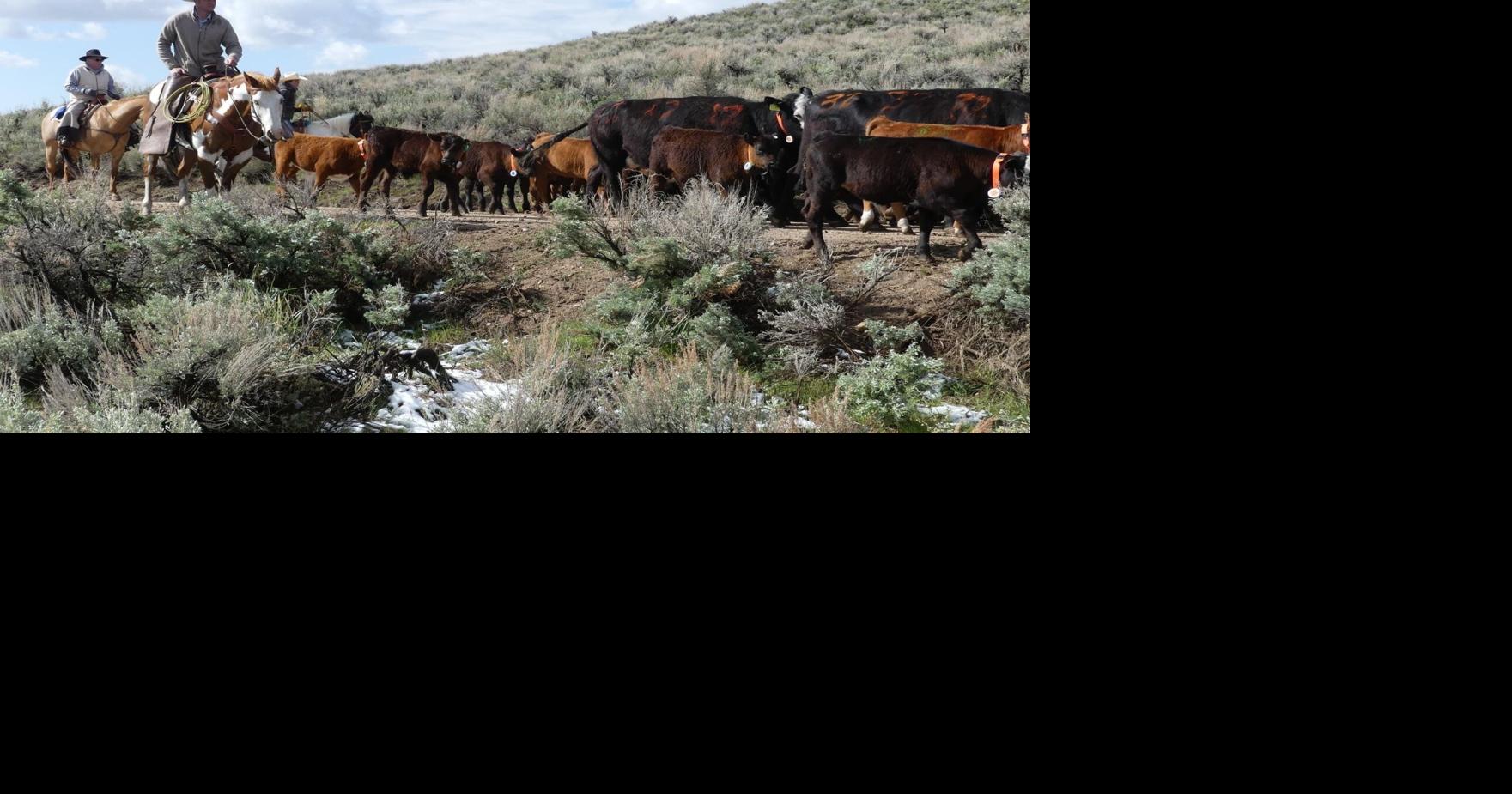 Rinker Rock Creek Ranch invites public to 'Sagebrush Saturday' events ...