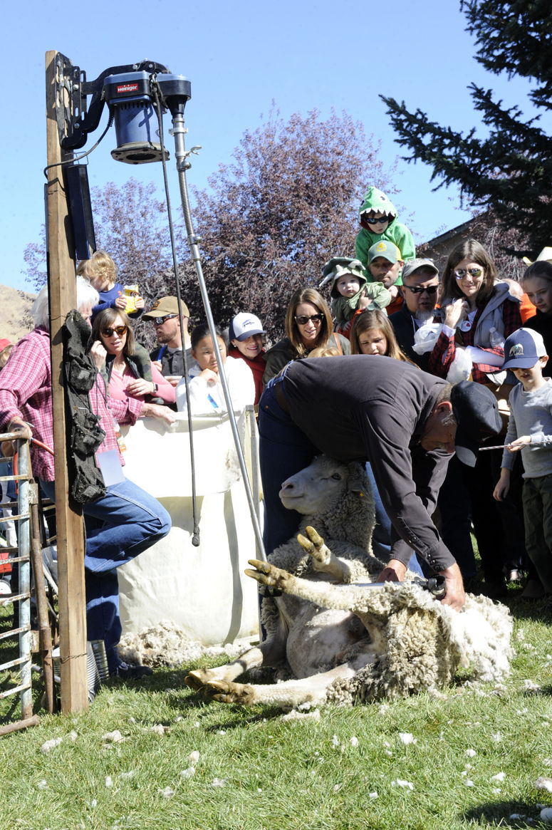 Sheep up or ship out: Third-generation sheep shearer keeps the art of ...