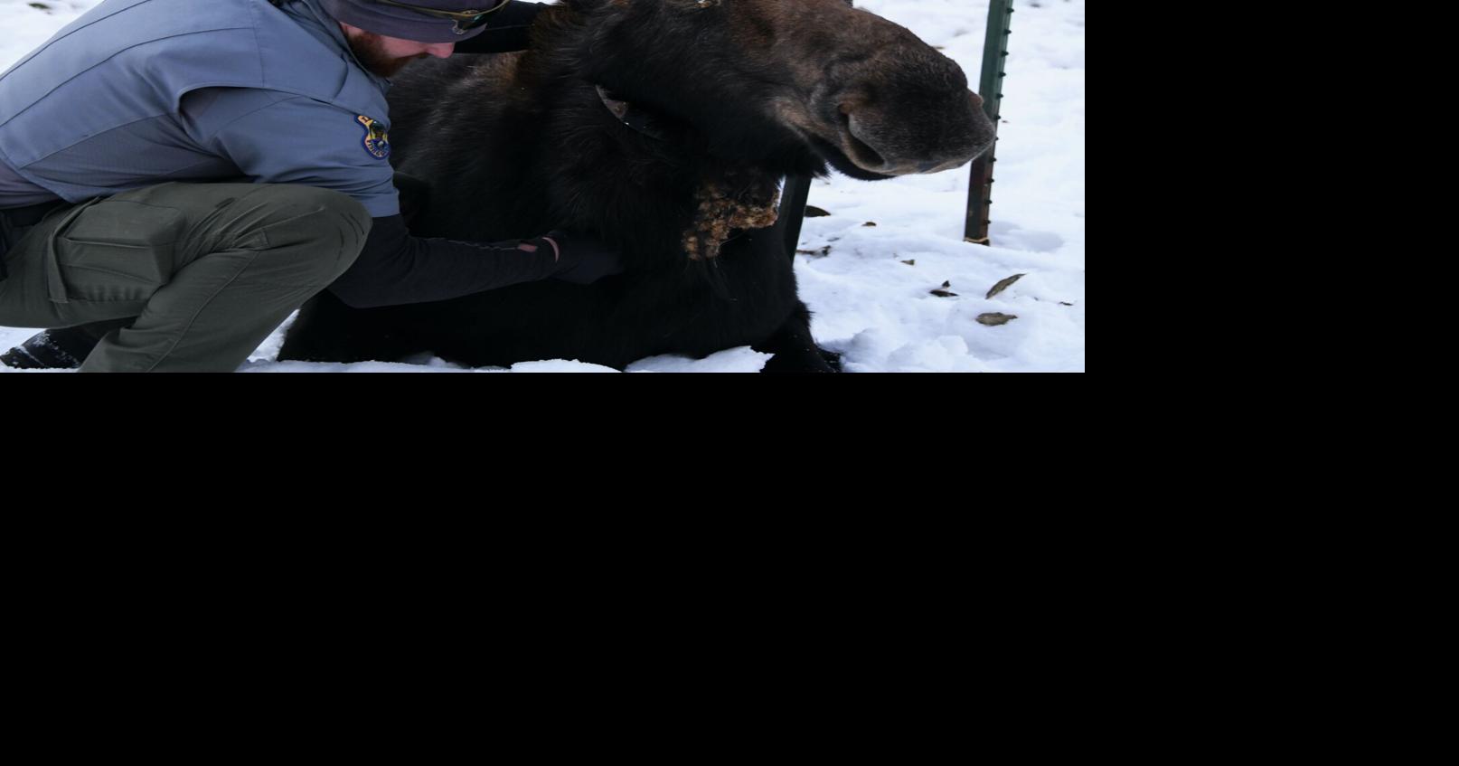 Fish and Game treats sick moose in Hailey | Environment | mtexpress.com