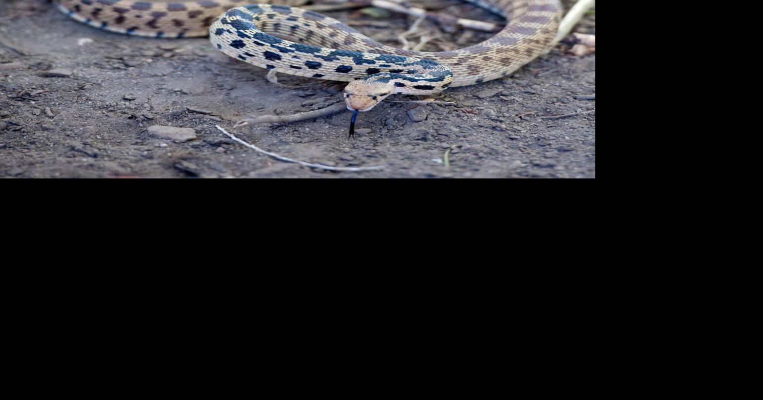 Great Basin gopher snake | | mtexpress.com