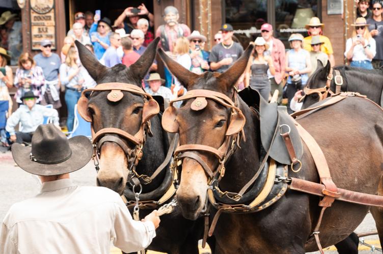 Wagon Days in pictures | Gallery | mtexpress.com