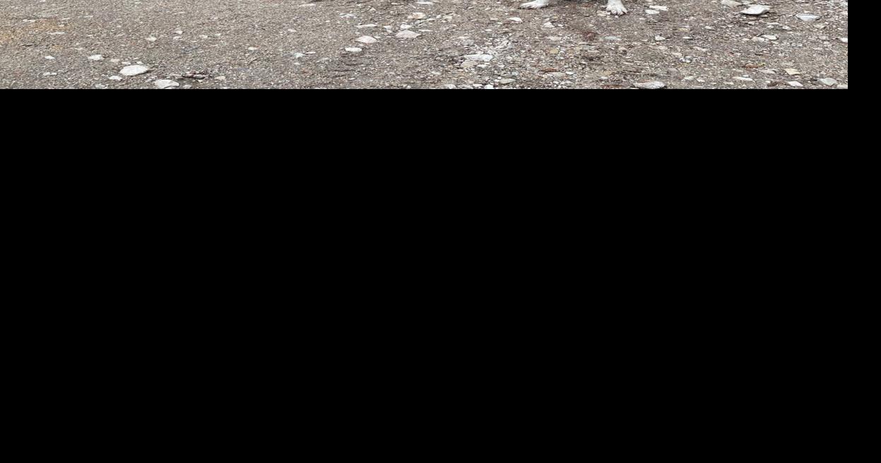 A nightmare in the woods: Stranded family saved by hikers in the Frank ...