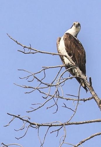 xxxx24-stnd-nws-osprey