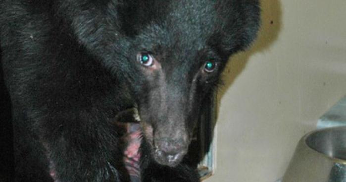 Boo Boo recovers from burns, returns to wild