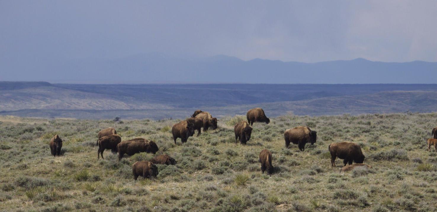 American Prairie: Facts on the ground | Randy Gray