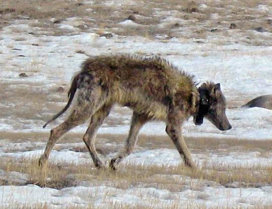 Genetics study shows why some Yellowstone wolves dodge mange | Montana ...