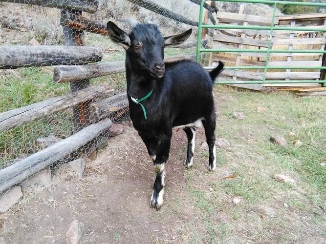 Five baby goats shot and killed in Butte; police look for evidence